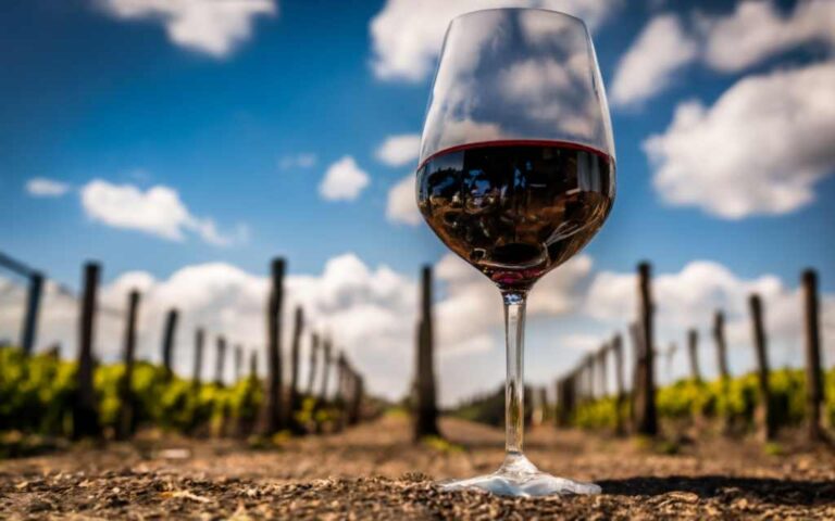 Varietal Wine – Wine Drinker