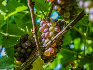 Understanding Pinot Grigio – Wine Drinker